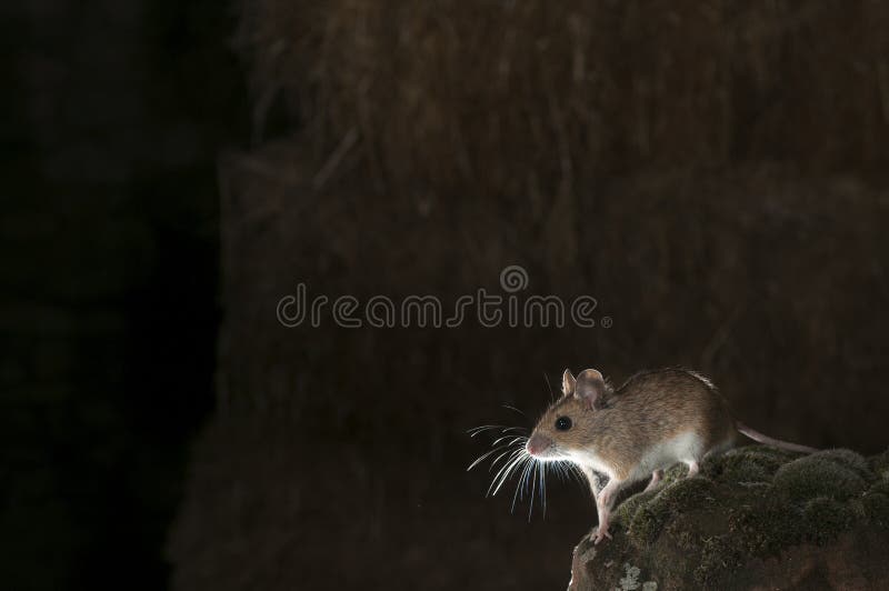 Field Mouse Standing on a Stick Stock Photo - Image of harvest ...