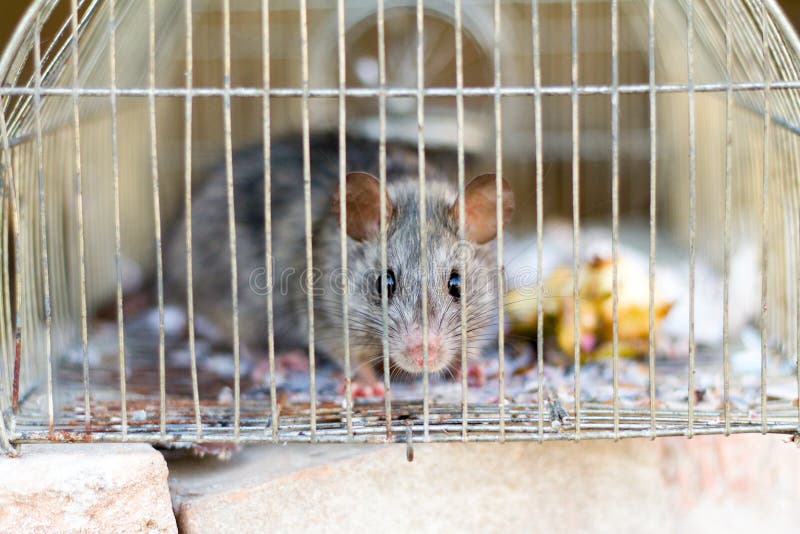 Lab mouse in a cage stock photo. Image of research, animal - 10985986