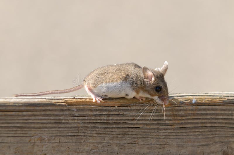 Field mouse stock image. Image of native, wild, scavenger - 102981027