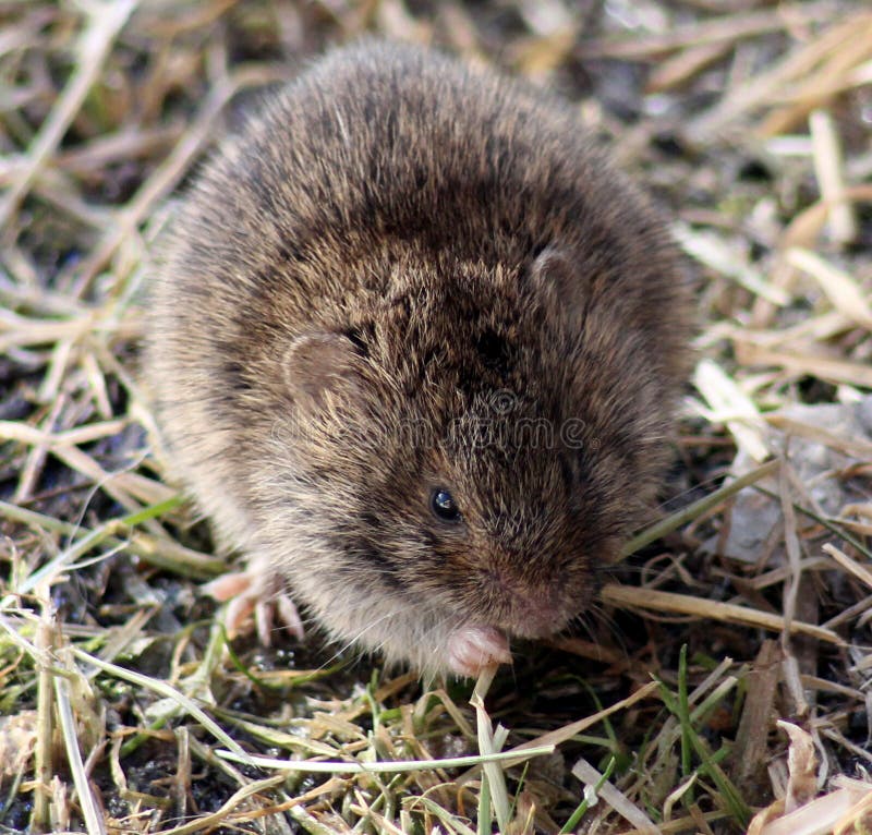 The field mouse stock photo. Image of field, looks, early - 79237244