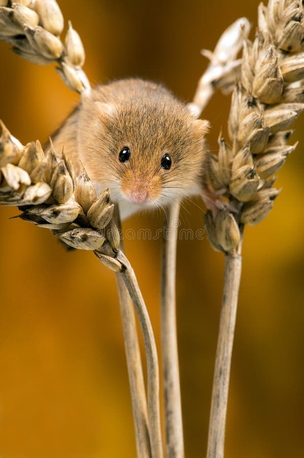 6,227 Field Mouse Stock Photos - Free & Royalty-Free Stock Photos from ...