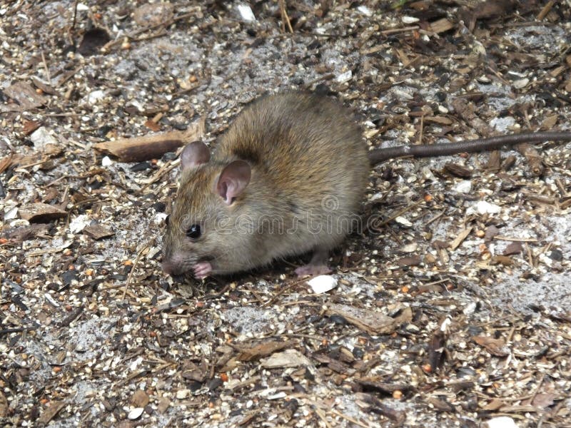 A Boy Is Eating A Bun In The Woods, Squatting. Stock Image - Image of ...
