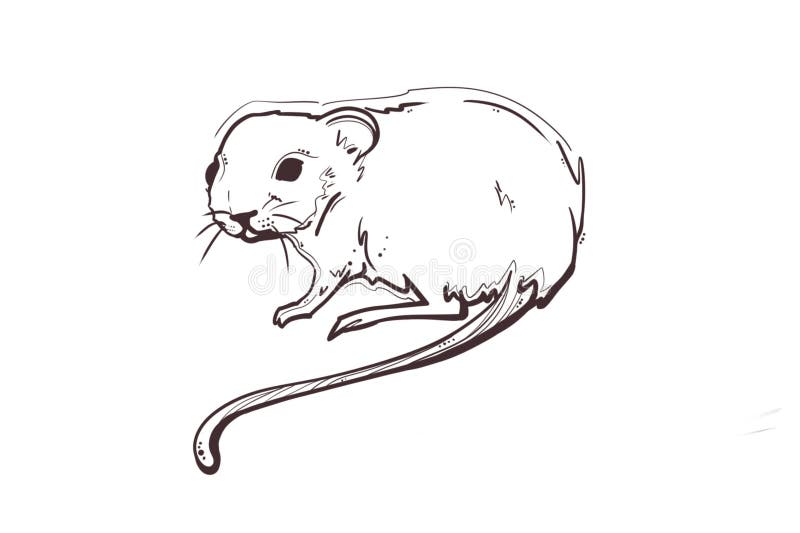 Field Mouse Graphical Wild Forest Animals Hand Drawn Illustration ...