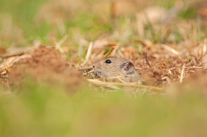 The Field Mouse is Looking Out of Its Burrow. Microtus Levis Stock ...