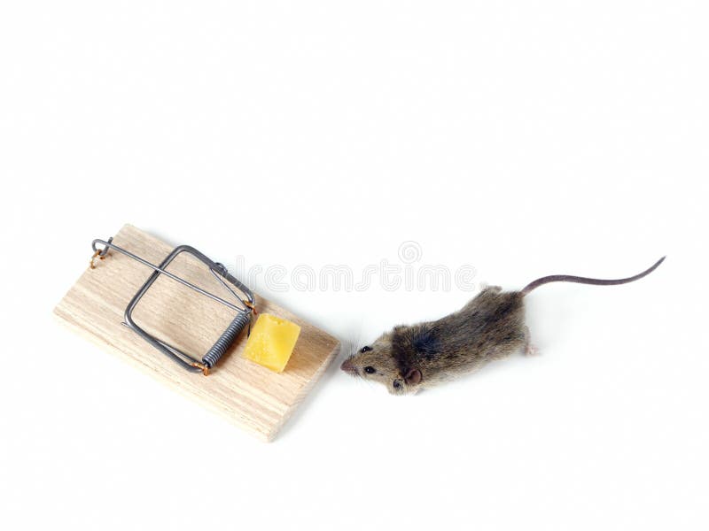 Field mouse and mousetrap stock photo. Image of mousetrap - 344945258