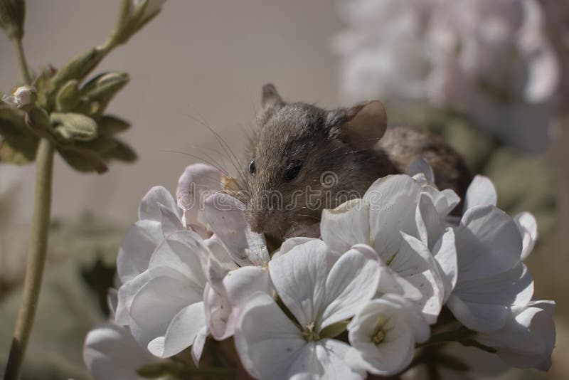 Field Mouse on Plants and Flowers in Spring Stock Image - Image of ...