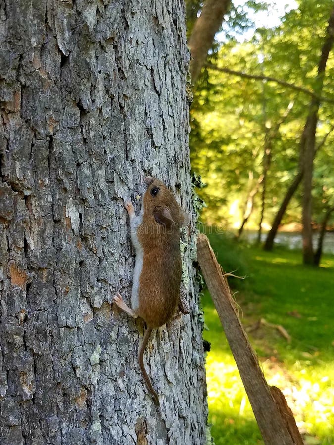 Field Mouse on River Bottom Oak Tree Stock Photo - Image of mouse, tree ...