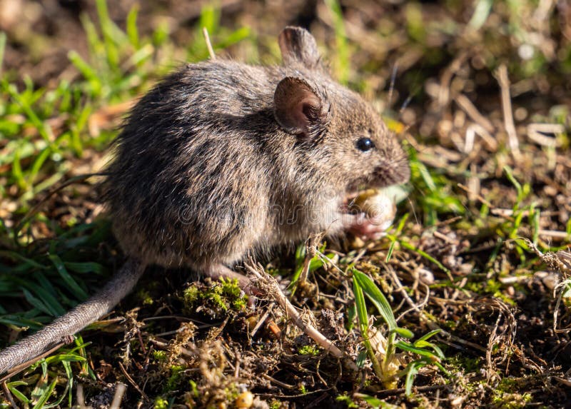 Field Mouse Rodents in a Meadow Stock Photo - Image of compost, animal ...