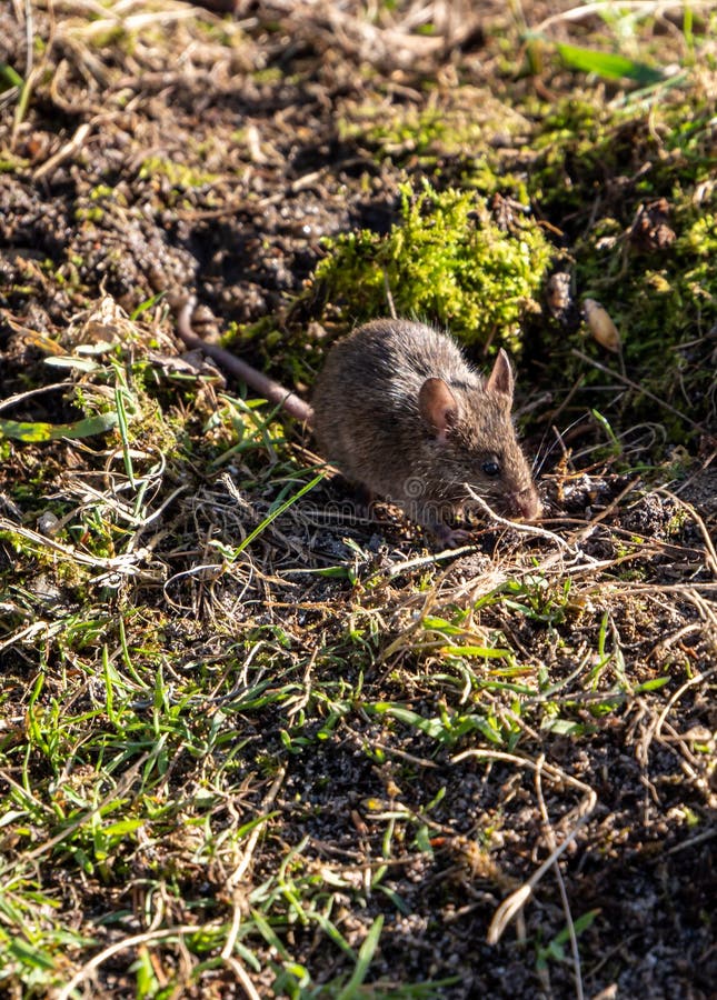 Field Mouse Rodents in a Meadow Stock Image - Image of vole, brown ...