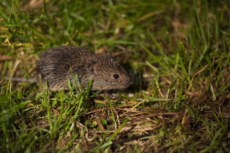 Field mouse stock photo. Image of brown, mouse, cute - 55860176