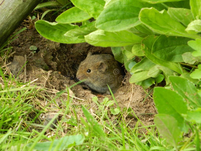 A Field Mouse Sitting in Front of Its Home Stock Photo - Image of ...