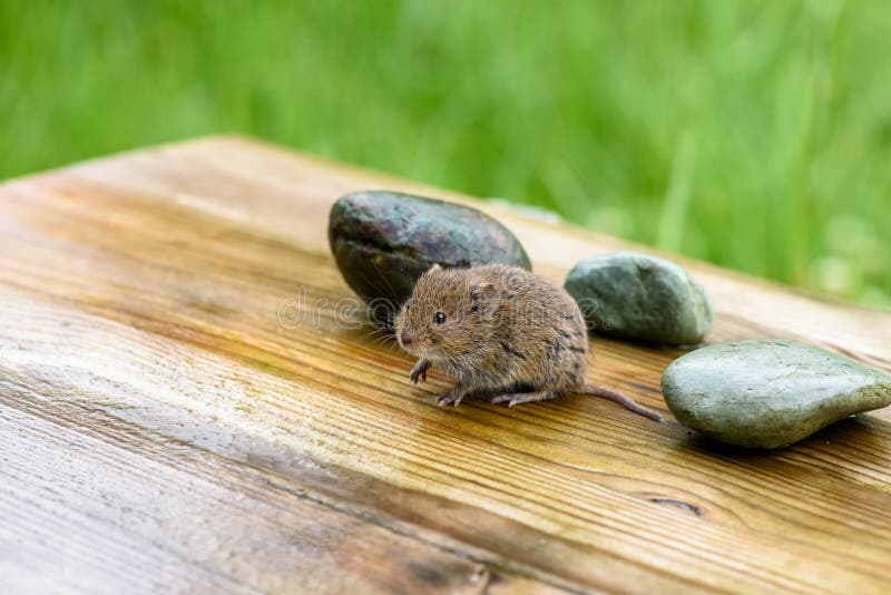 Field Mouse Sitting on a Wooden Board in the Garden and Sniffing Around ...