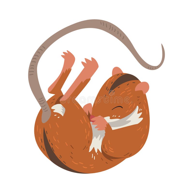 Field Mouse Sleeping on Its Back, Fluffy Red Rodent Animal with Black ...