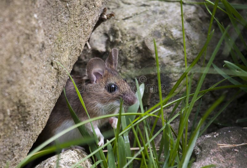 Field mouse stock image. Image of nature, stones, head - 35913577