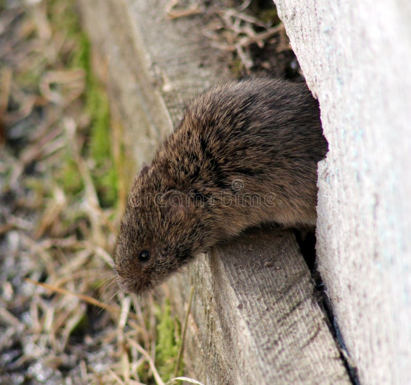 The field mouse stock image. Image of leaves, field, mouse - 79022341