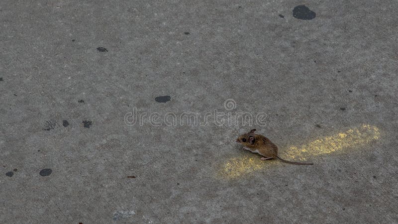 Field Mouse Standing on Road Stock Photo - Image of road, close: 142770208
