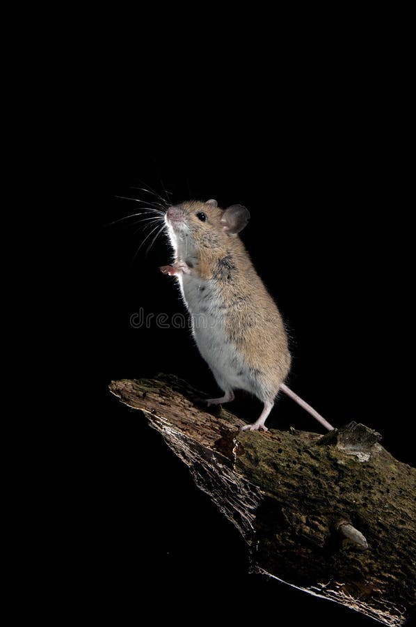 Field Mouse Standing on a Stick Stock Photo - Image of harvest ...
