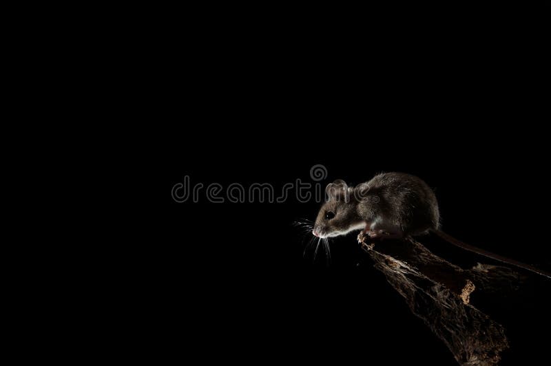 Field Mouse Standing on a Stick Stock Photo - Image of harvest ...