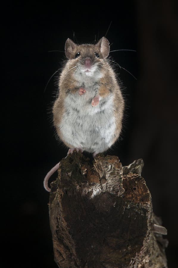Field Mouse Standing on a Stick Stock Image - Image of nature, apodemus ...