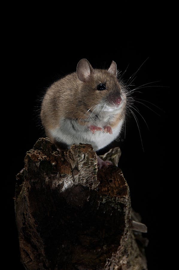 Field Mouse Standing on a Stick Stock Photo - Image of harvest ...