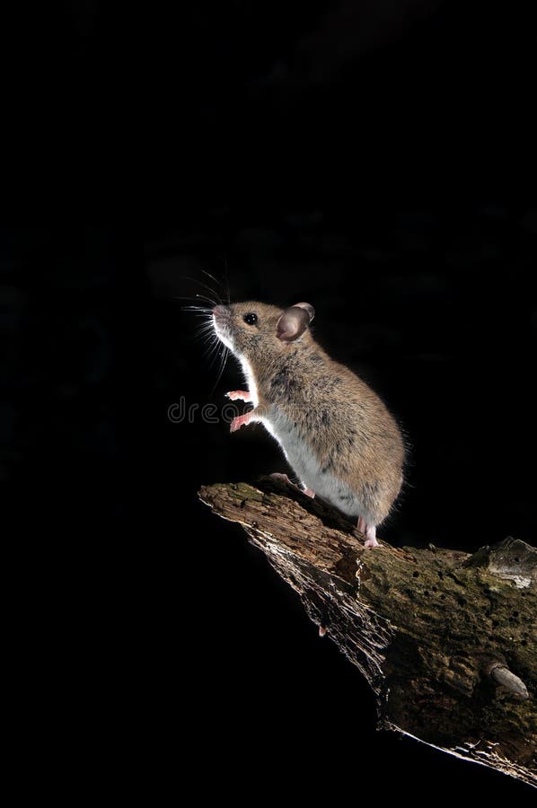 Field Mouse Standing on a Stick Stock Photo - Image of harvest ...