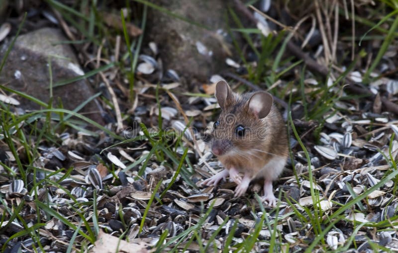 Mouse eating peanuts stock image. Image of cute, animal - 37484459