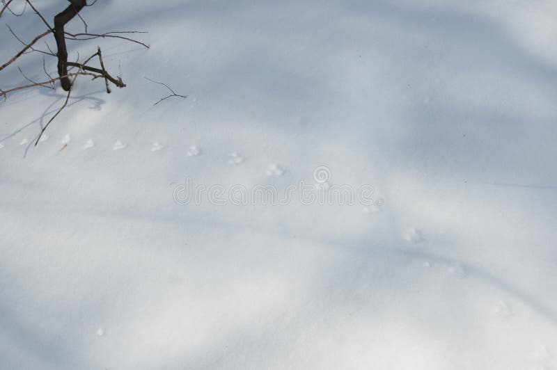 Mouse trace on snow stock photo. Image of mouse, white - 25831272