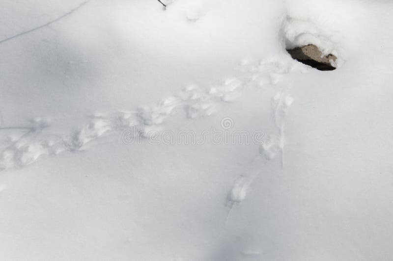 Mouse trace on snow stock photo. Image of nature, trace - 21094518