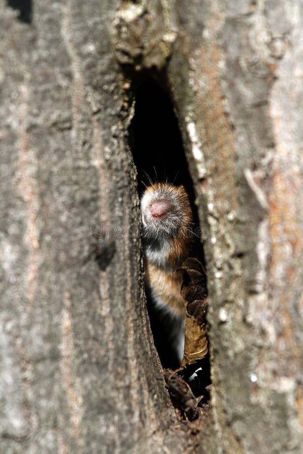 Field mouse stock image. Image of earth, dirt, gardener - 62113241