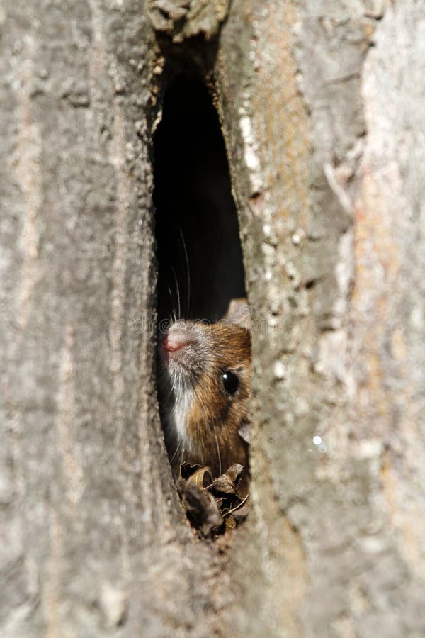 Field mouse stock photo. Image of field, night, earth - 62113248