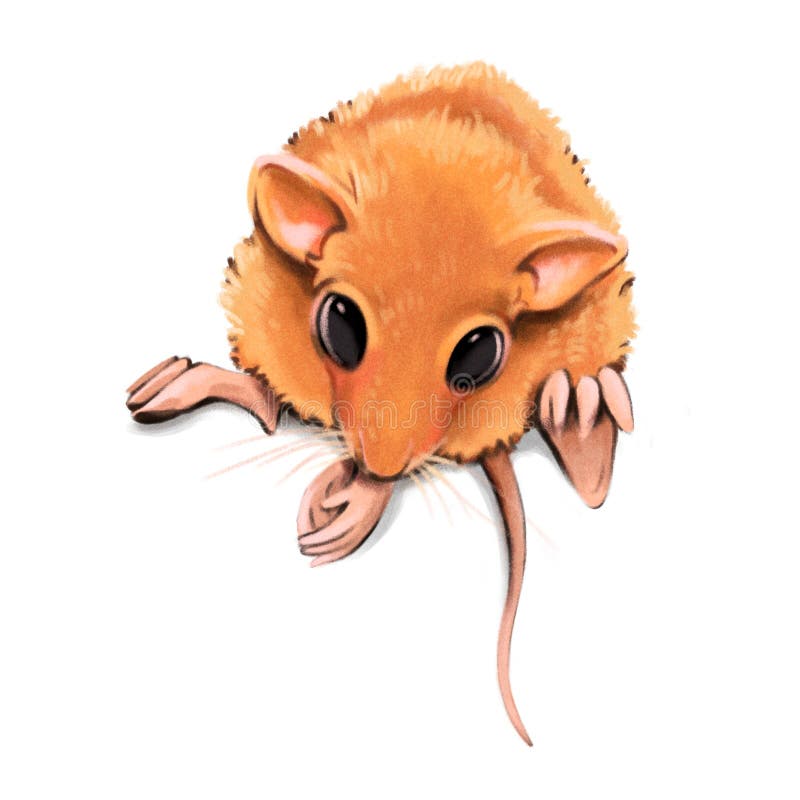 Field Mouse on a White Background. Stock Photo - Image of carry ...