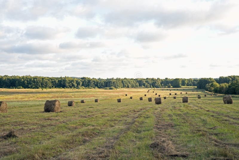 Field with Mown Grass. Stack of Hay Stock Photo - Image of grass, mixed ...