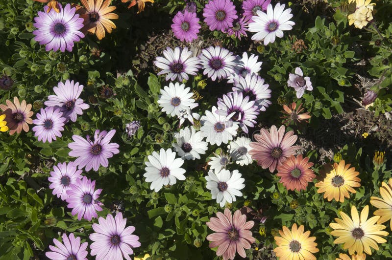Field of Multi Colored African Daisy Flowers Stock Image - Image of ...