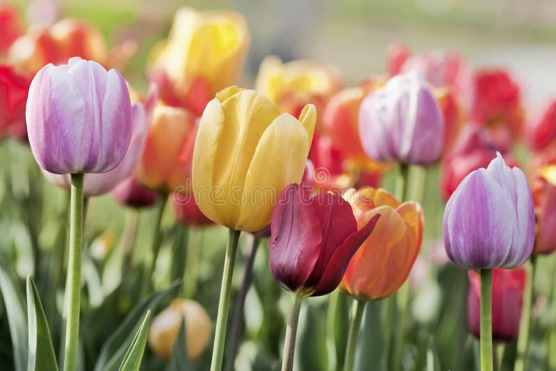 Field with Multi-colored Tulips Stock Image - Image of colorful, fresh ...