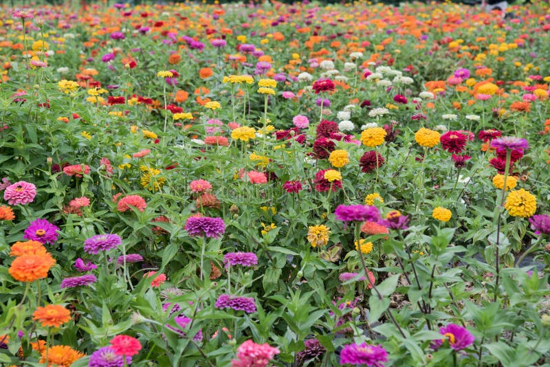 Field Of Multicolored Gerberas Stock Image - Image of bright, petals ...