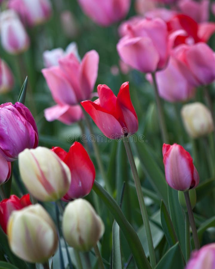 Field of Multicolored Tulips with One Red Flower in Sharp Focus Stock ...