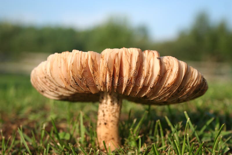 Field mushroom stock photo. Image of fresh, field, food - 12831532