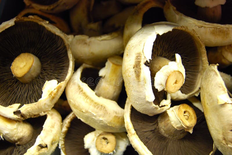 Field mushroom stock photo. Image of cook, vitamin, tasty - 6342034