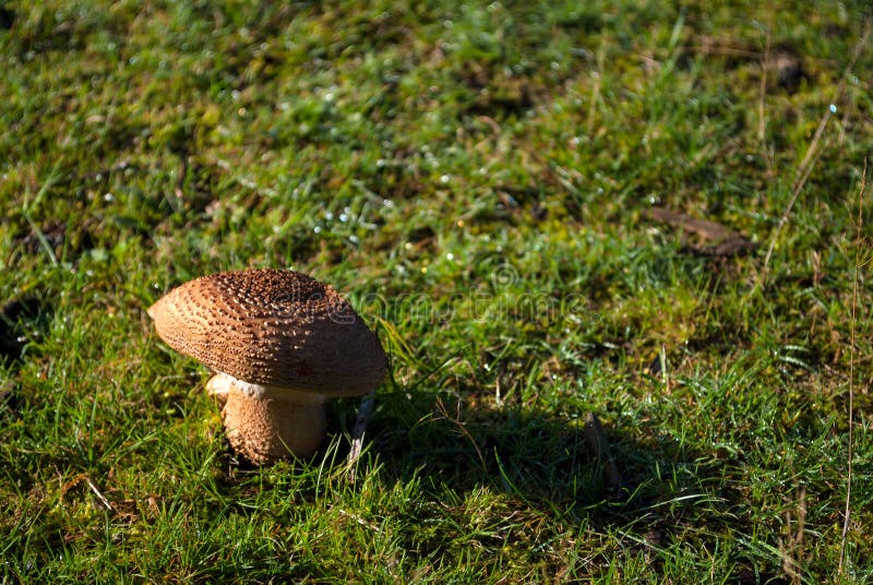 Field mushroom stock image. Image of outdoor, field, seasonal - 34569685