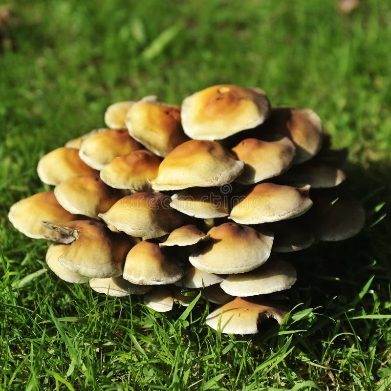 Field Mushrooms stock image. Image of autumn, field, grass - 35432545