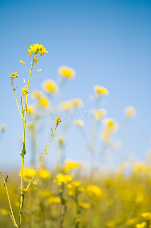 Mustard Flowers stock photo. Image of fields, nature, mountain - 76288