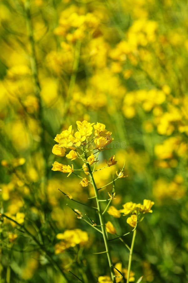 Field mustard stock image. Image of outdoor, nature, yellow - 72905235