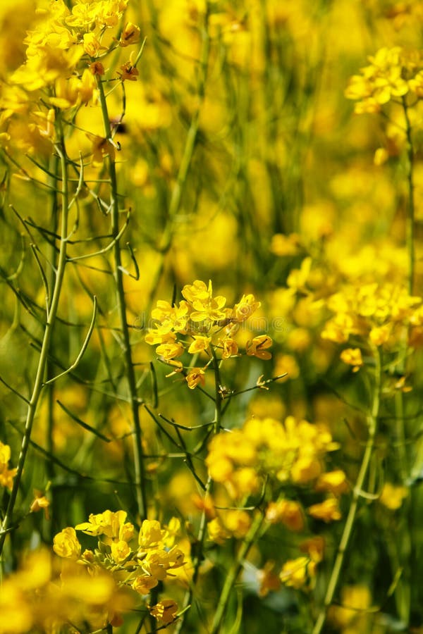 Field mustard stock photo. Image of plants, spring, floral - 73002362