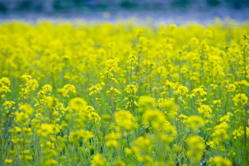 Field mustard farm stock photo. Image of meadow, field - 5921856