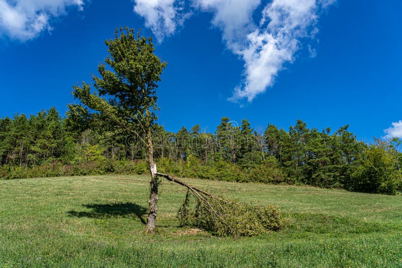 A Field Near the Green Forest with a Broken Tree Stock Image - Image of ...