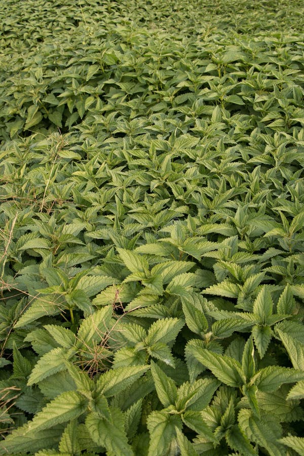 Field of nettles stock image. Image of juicy, leaf, botany - 61477015