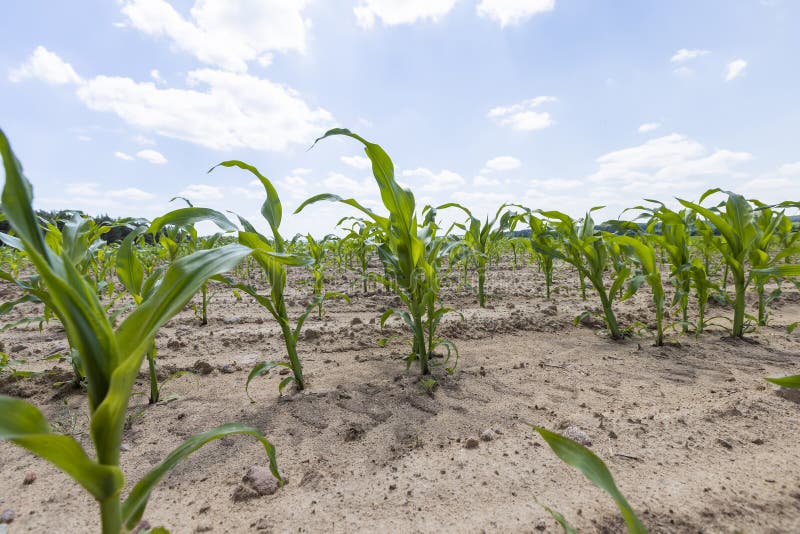 Field with New Corn in Cloudy Weather, Corn Field Against a Stock Image ...