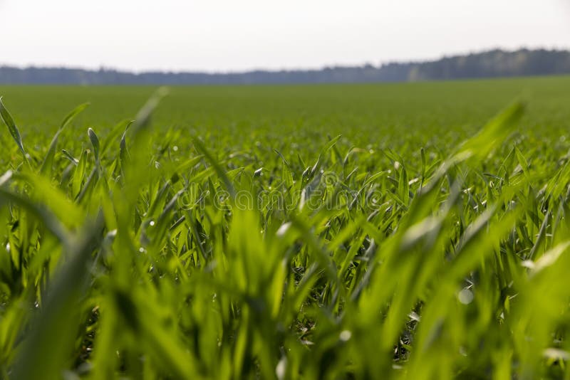A Field with a New Crop of Rye in Europe Stock Photo - Image of seed ...