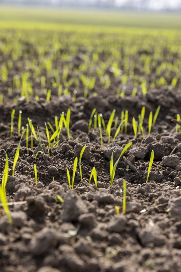 A Field with a New Crop of Rye in Europe Stock Image - Image of food ...