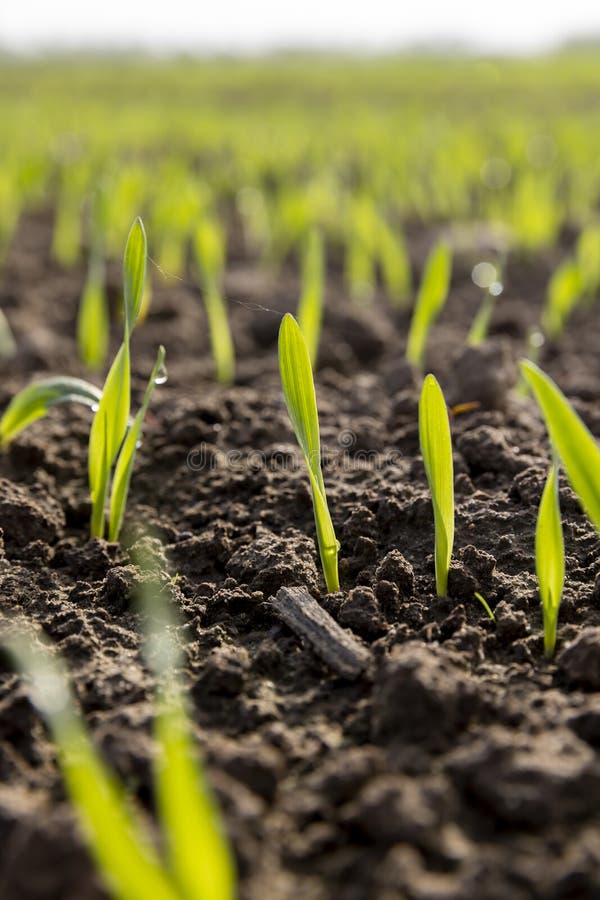A Field with a New Crop of Rye in Europe Stock Image - Image of plant ...